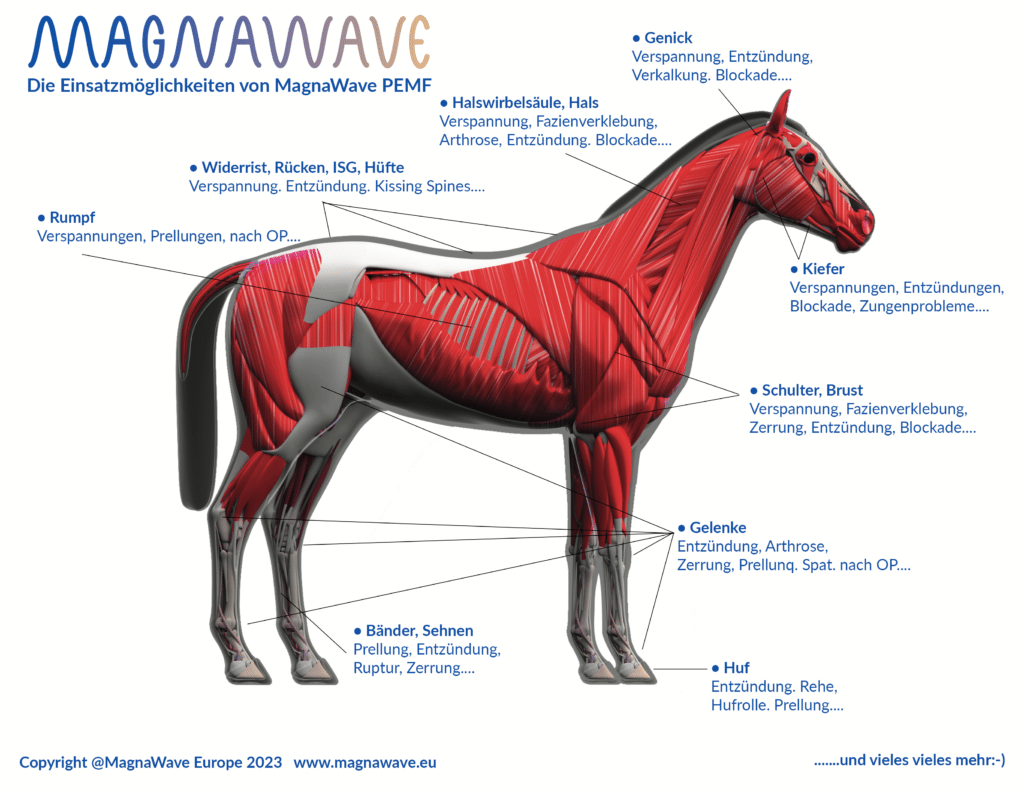 Home - MagnaWave Horse EU